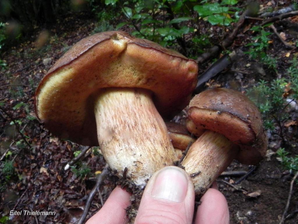 Boletus putidus in April 2017 by Eitel Carlos Thielemann Pinto ...