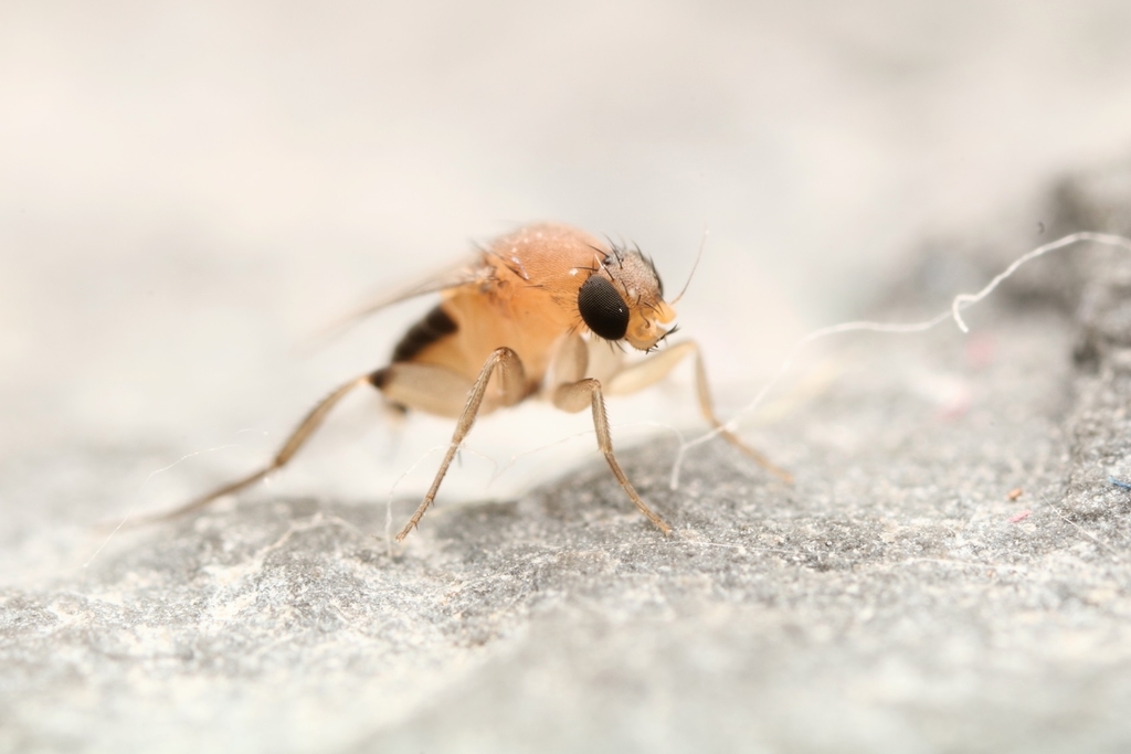 Scaled Hump-backed Fly from Ravenwood Apartments on March 3, 2022 at 01 ...