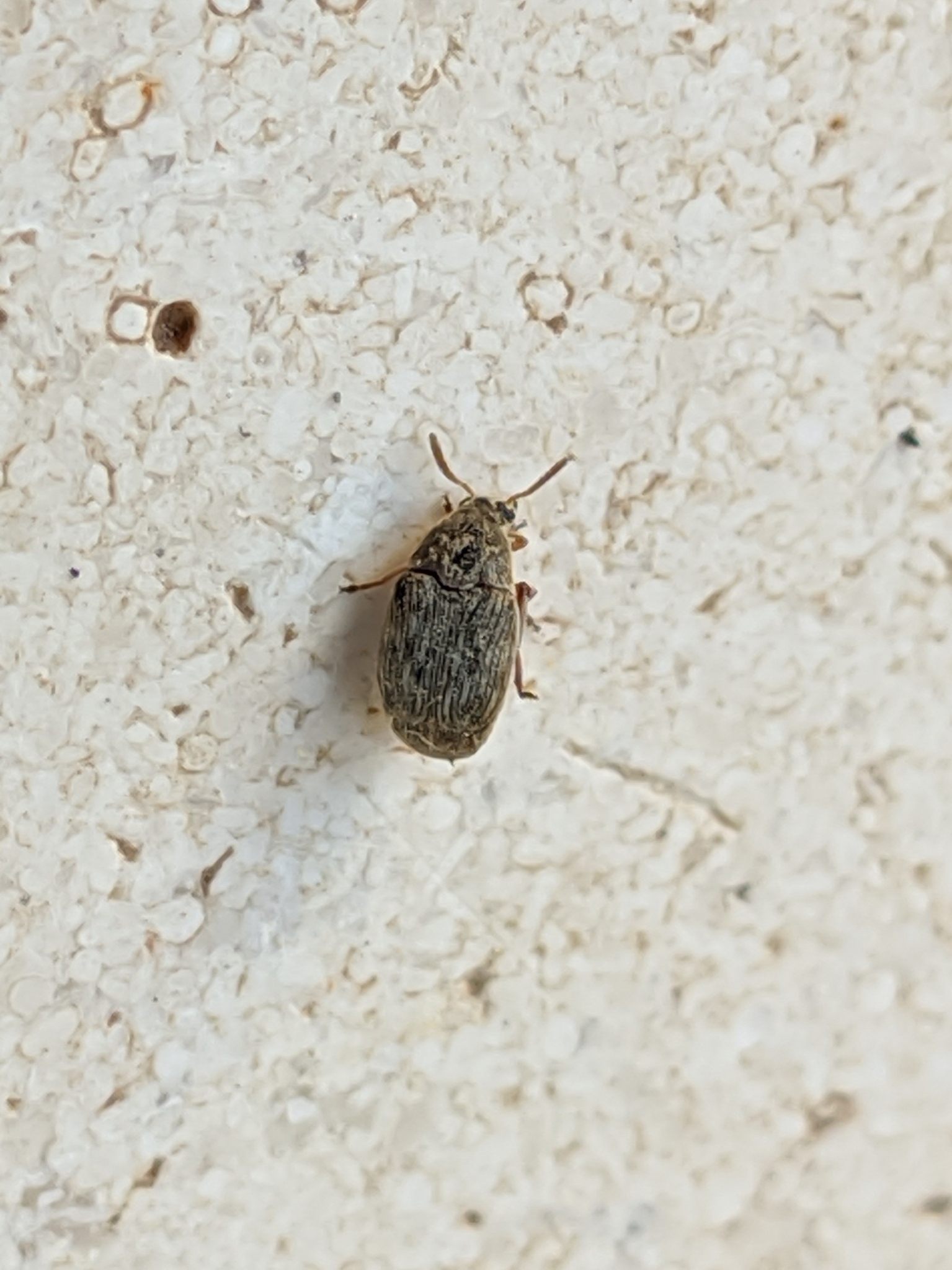 Acanthoscelides obtectus (Say, 1831)