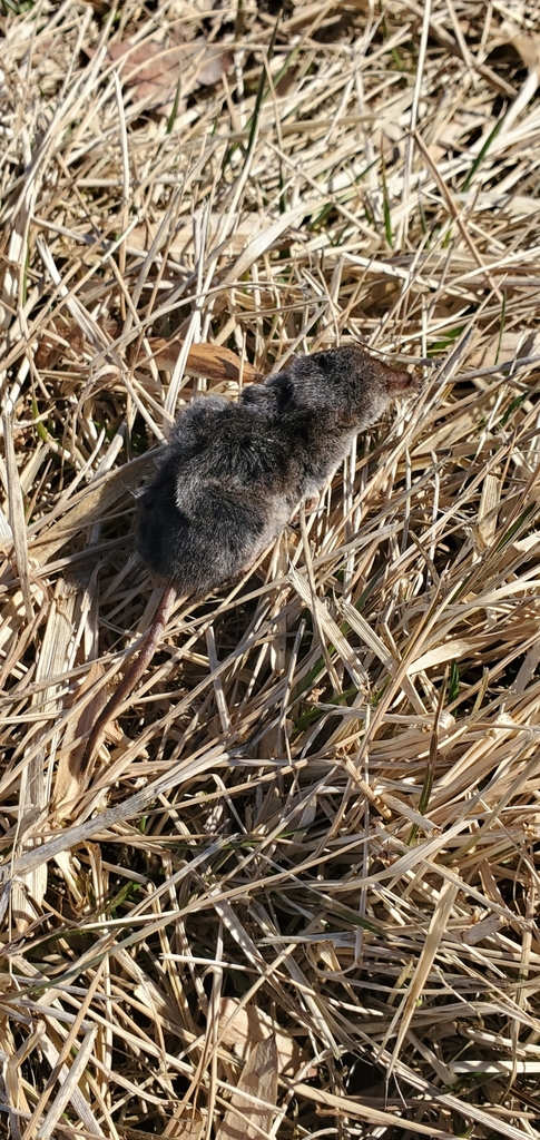 Red-toothed Shrews from West Caln Township, PA, USA on March 3, 2022 at ...
