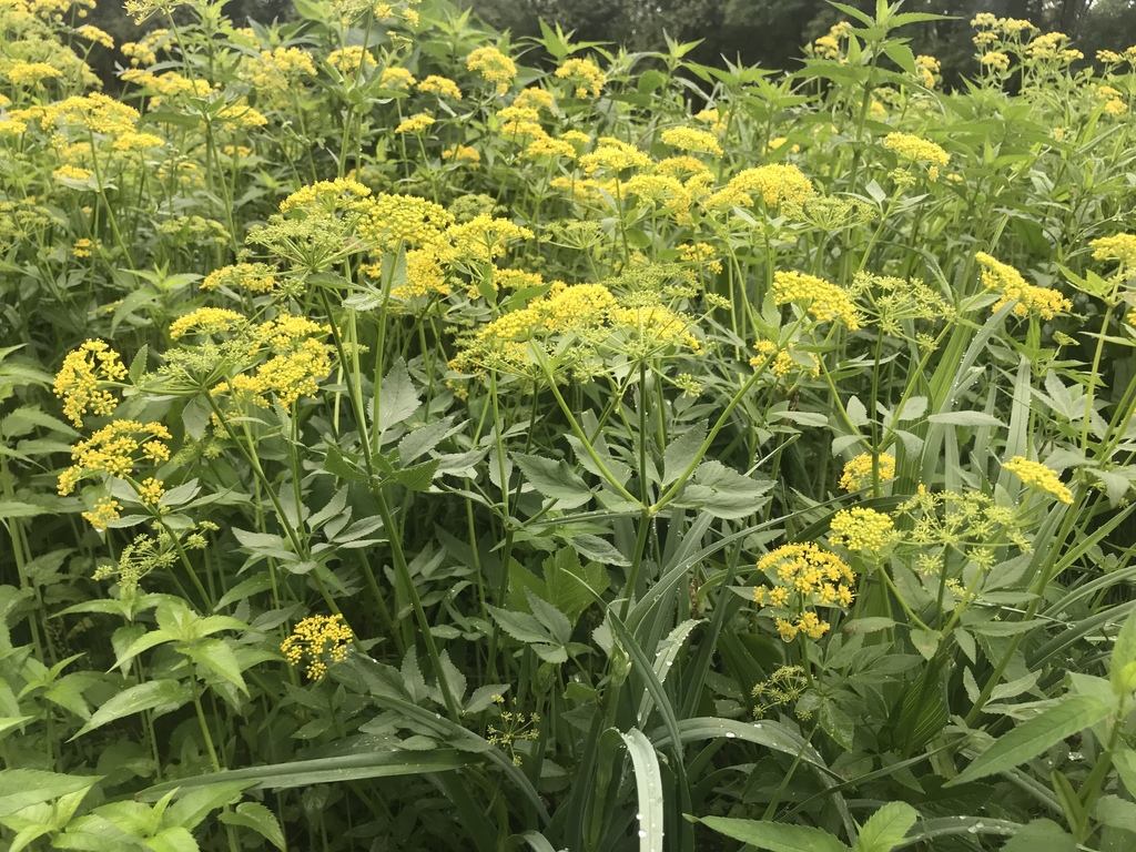 golden Alexanders from Martin Luther King Jr Park, Silver Spring, MD ...