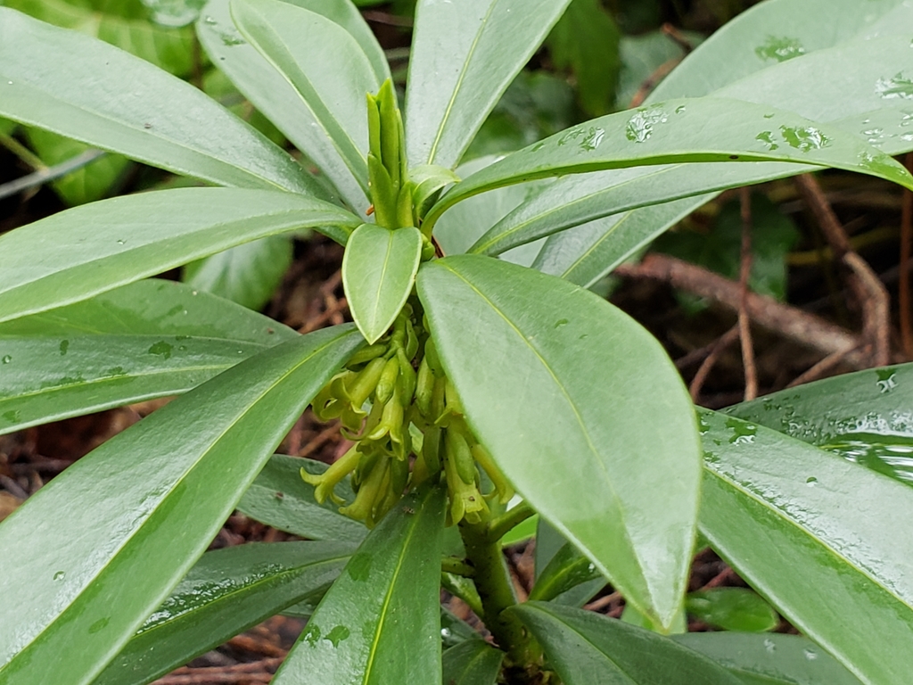 Spurge-laurel from Bainbridge Island, WA 98110, USA on March 03, 2022 ...