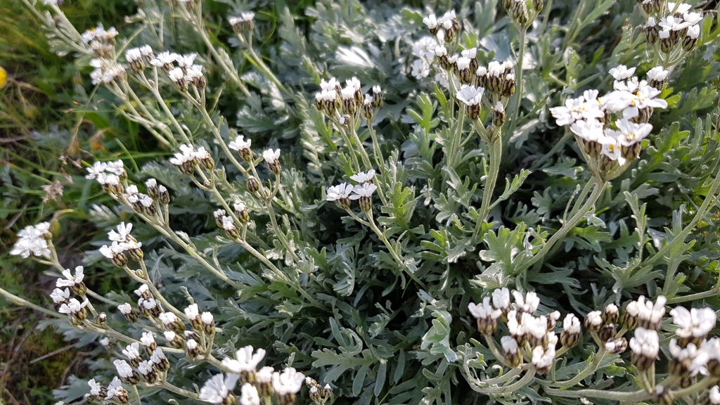 Silvery Yarrow from Andrijevica Kommun, Montenegro on August 5, 2018 at ...