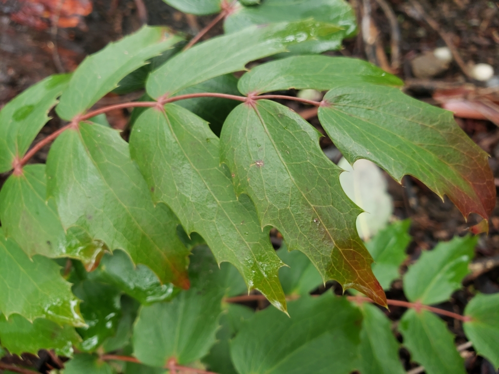 Cascade Oregon-grape from Bainbridge Island, WA 98110, USA on March 3 ...