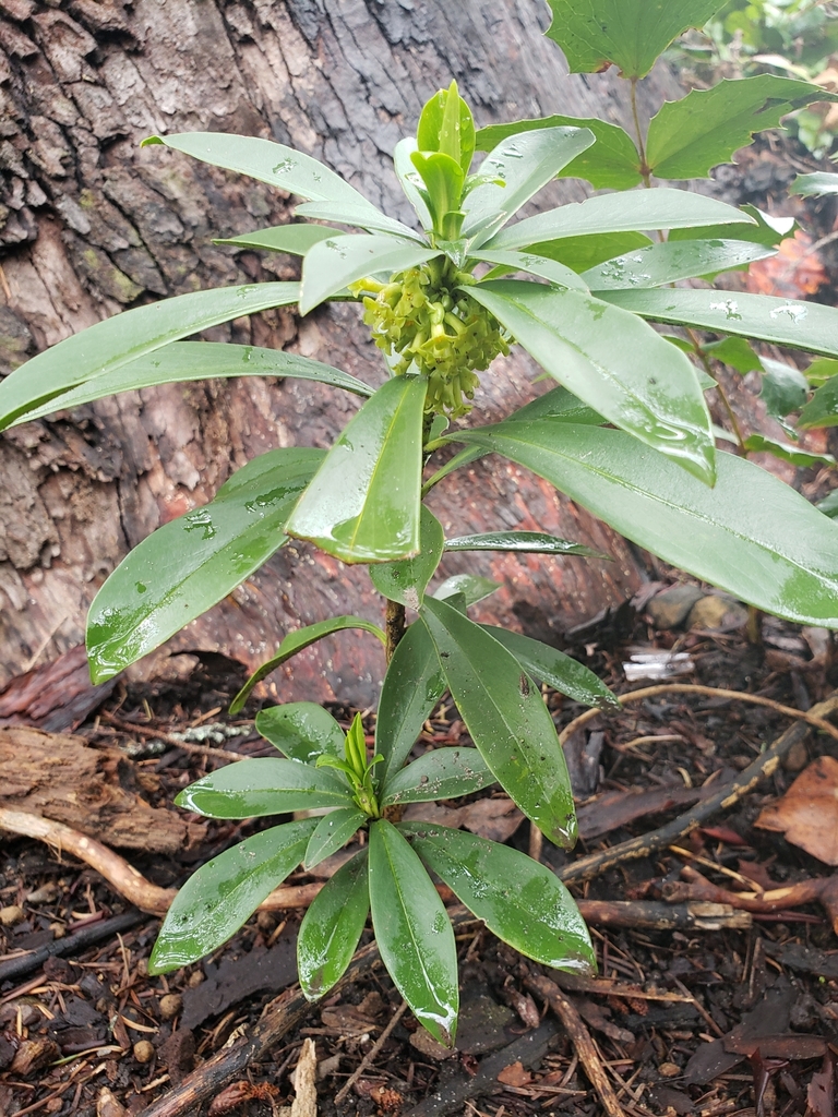 Spurge-laurel from Bainbridge Island, WA 98110, USA on March 03, 2022 ...