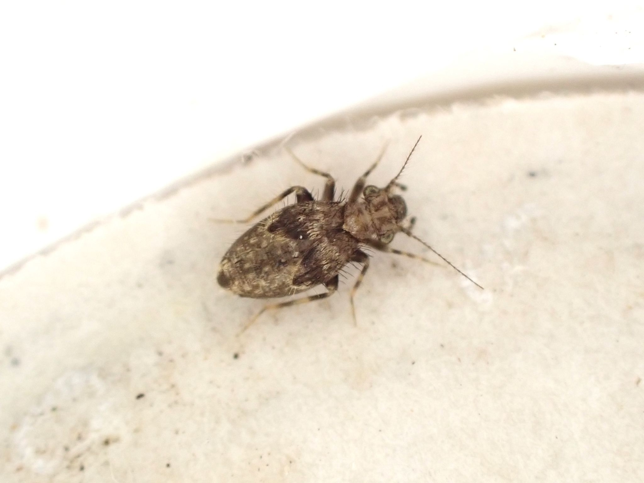 Pteroxanium kelloggi (Ribaga, 1905)