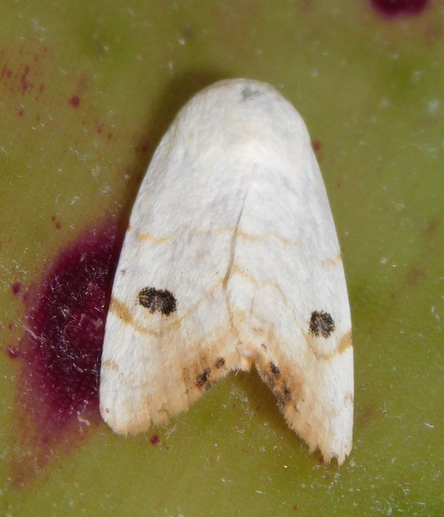 Xanthodes albago (Fabricius, 1794)
