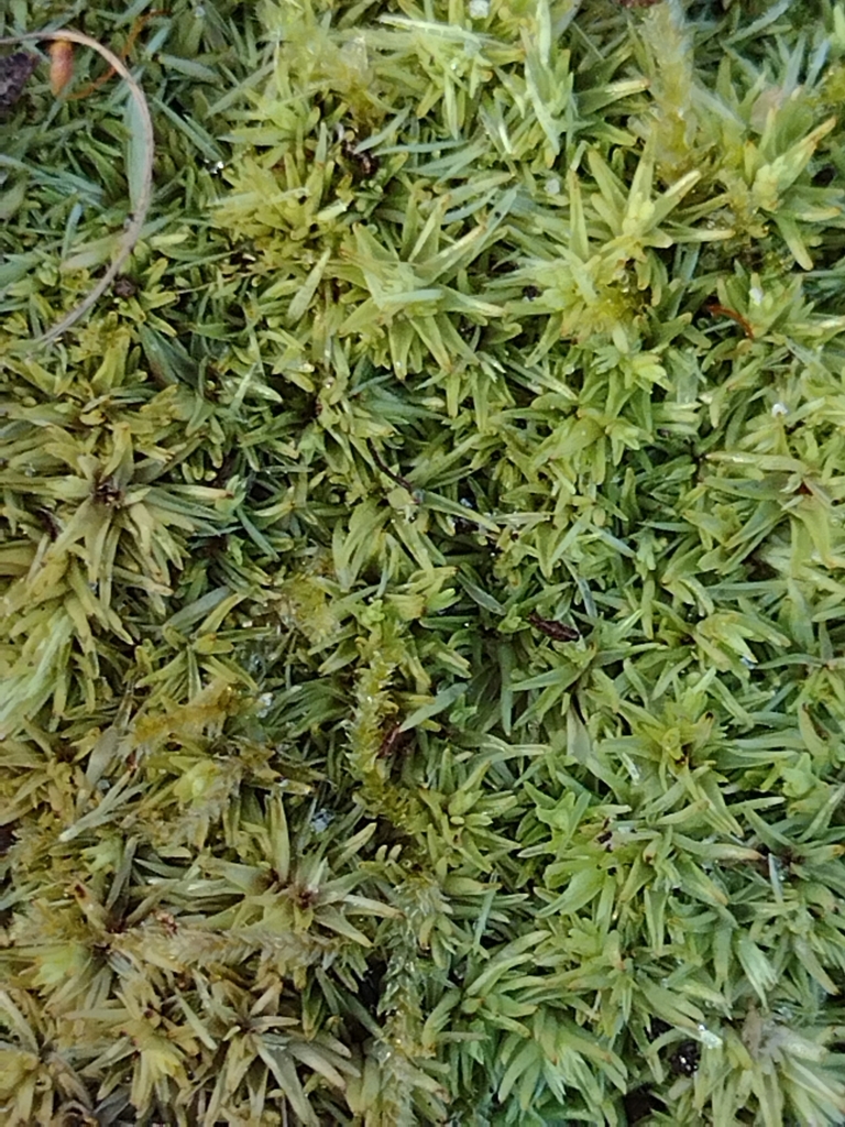 white moss from TEMPLE TERR, FL 33637, USA on January 31, 2022 at 09:06 ...