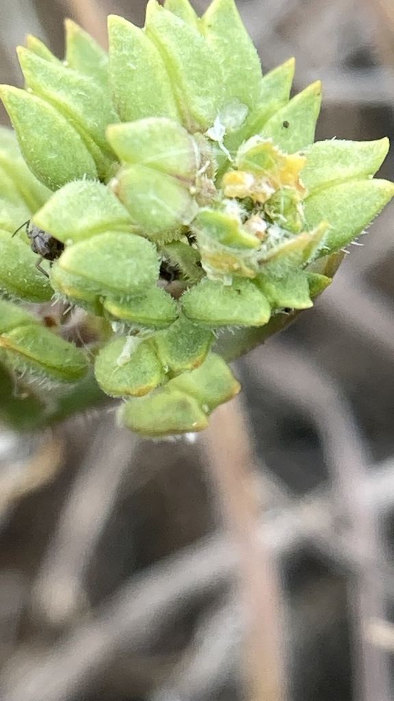 net pepper grass from Aquarius St, Livermore, CA, US on March 3, 2022 ...