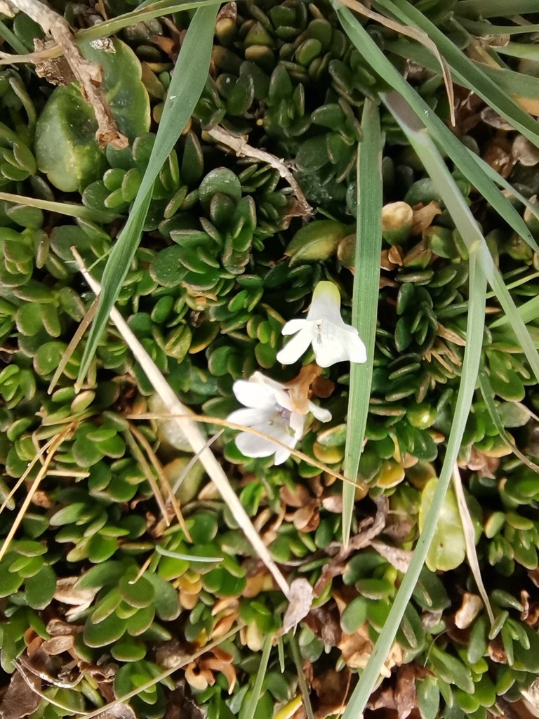 Herb-of-Grace from Meoqui, Chih., México on March 03, 2022 at 10:03 AM ...