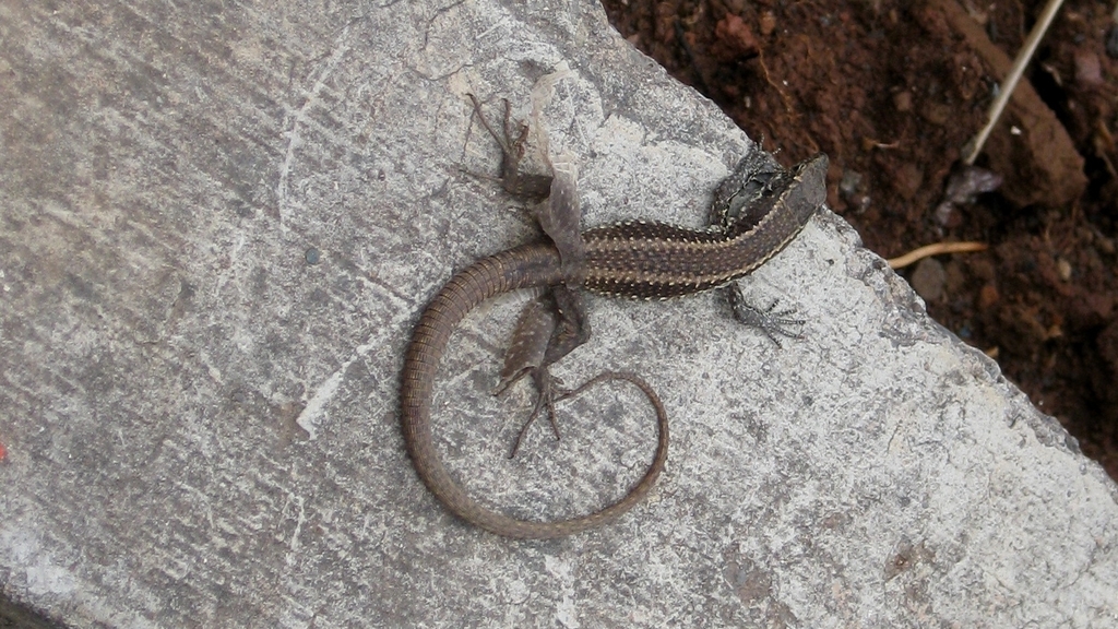 Madeira Lizard (Madeira) from Cais Rocha Conde De Óbidos, Edif. 104 Lj ...