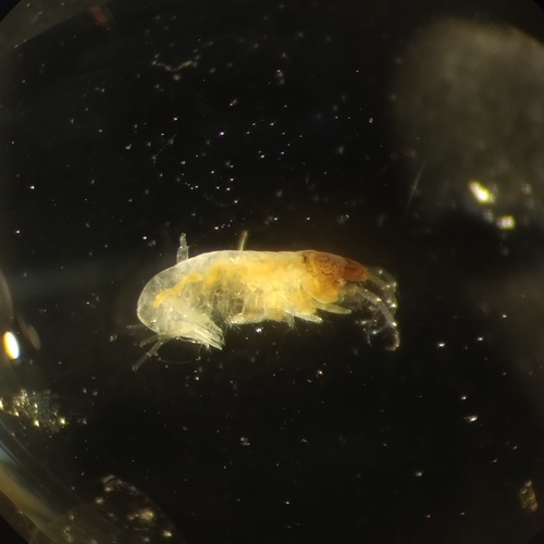 Photis conchicola · iNaturalist United Kingdom