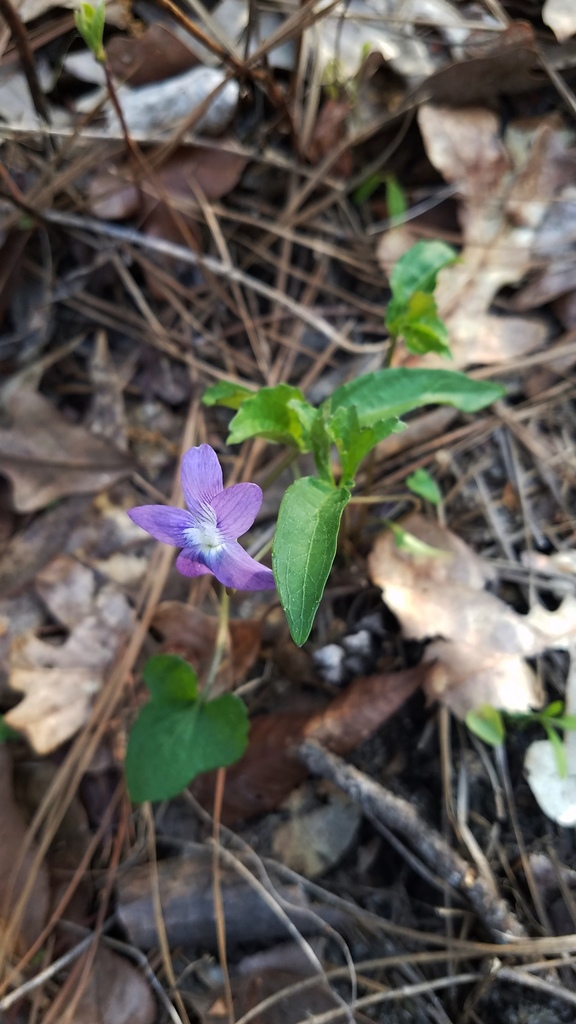 eastern American blue violets from Newton, Texas, United States on ...