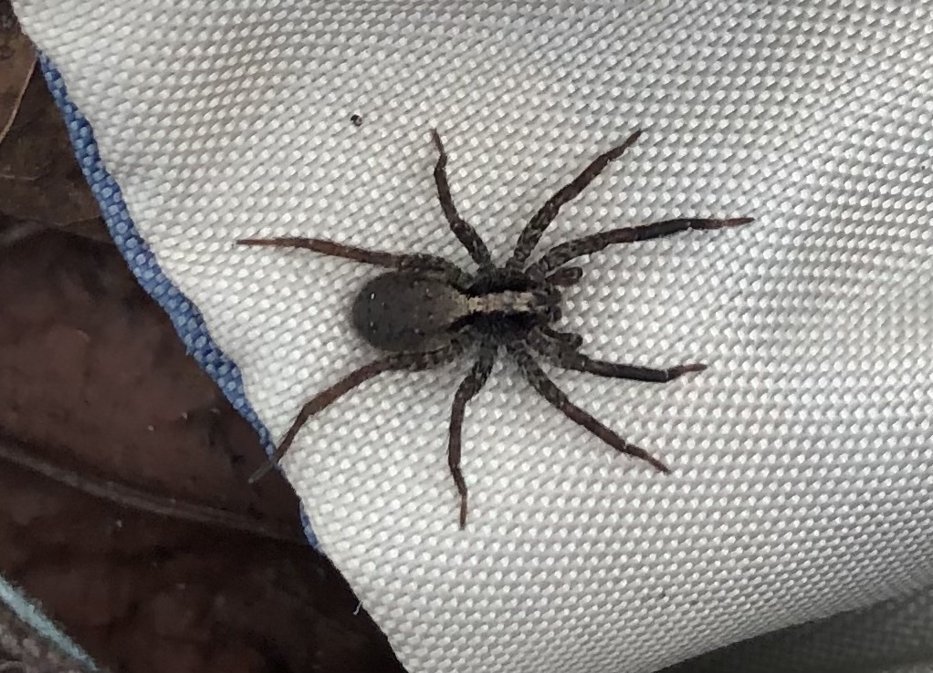 Fox Spiders from Hawthorne, FL, US on March 3, 2022 at 12:42 PM by ...