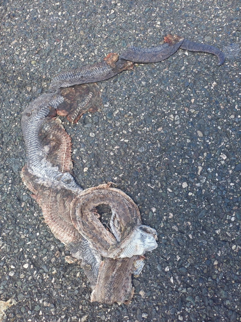 Hispaniolan Boa from Cap Cana, Punta Cana 23000, Dominican Republic on ...