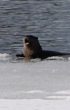 North American River Otter from Cheboygan Lock & Dam Park, Cheboygan ...