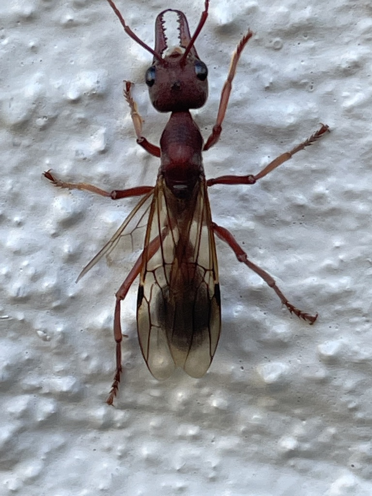 Inchman Ant from Frankston South, VIC, AU on March 04, 2022 at 08:18 AM ...