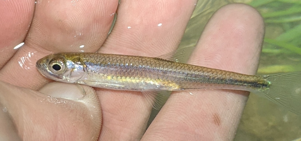 Silver Shiner in March 2022 by maurer416 · iNaturalist