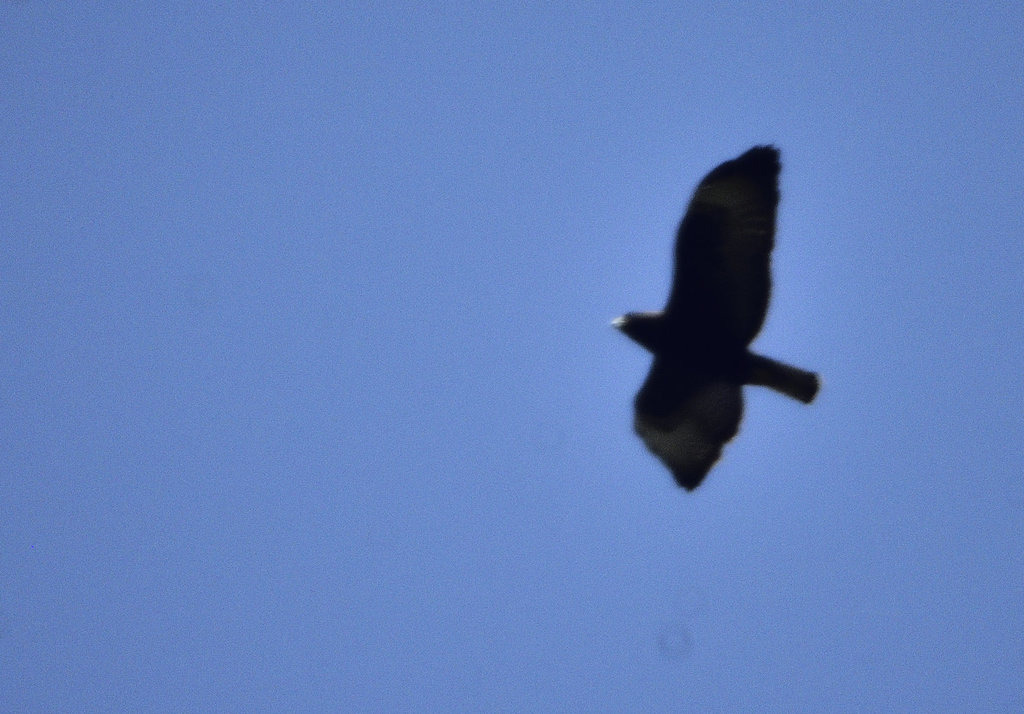 Zone-tailed Hawk from 28825 Manzanillo, Col., México on March 1, 2022 ...