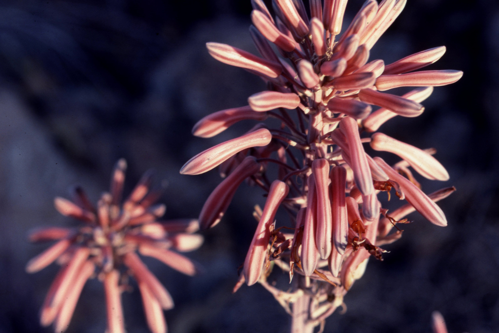 spotted aloe from Pretoria, South Africa on July 14, 1985 by Pete ...