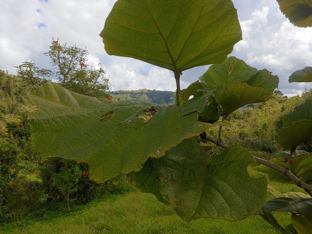 grandleaf sea grape from Cañón San Cristóbal Para La Naturaleza on ...