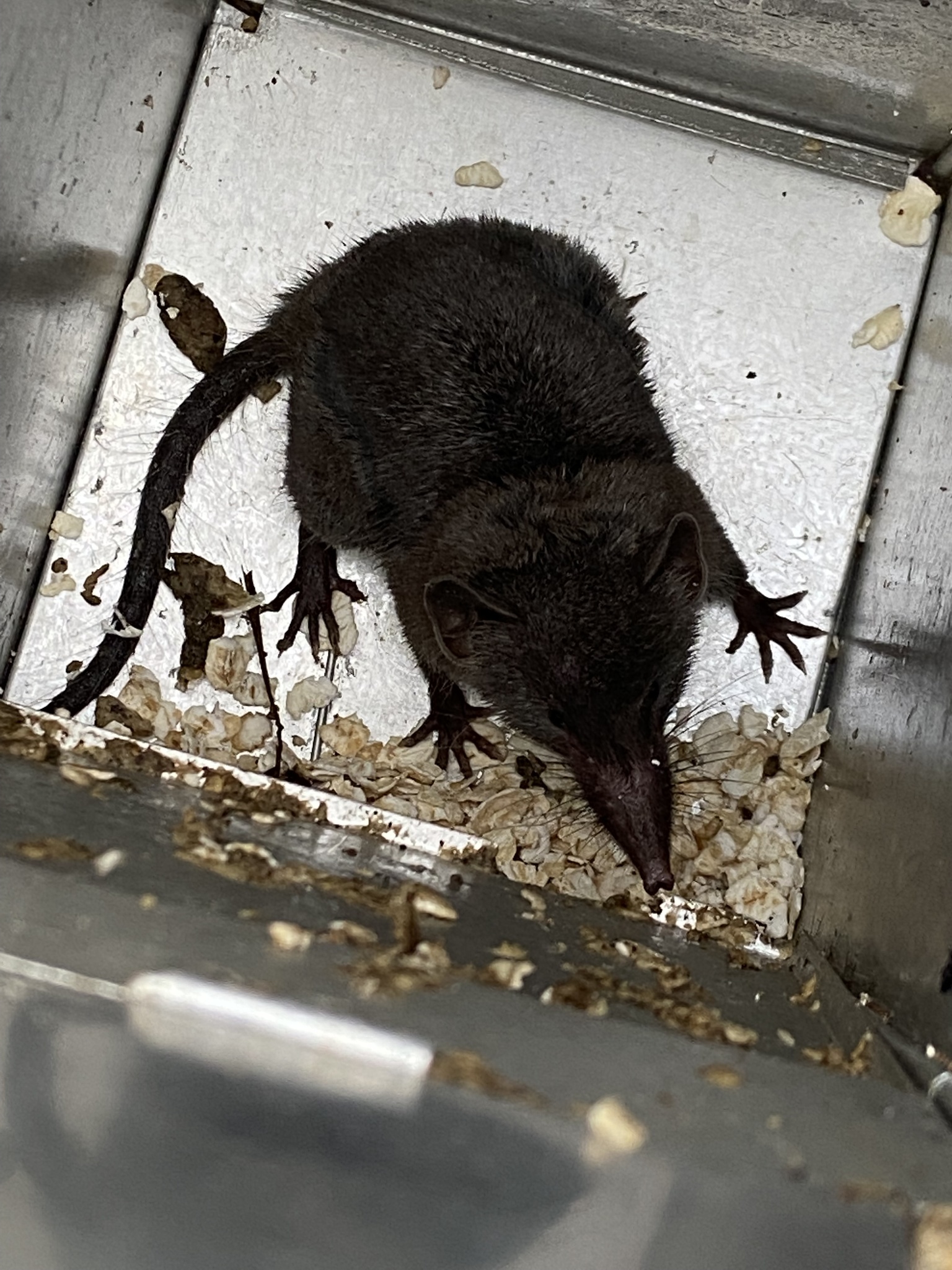 Suncus murinus (Linnaeus, 1766)