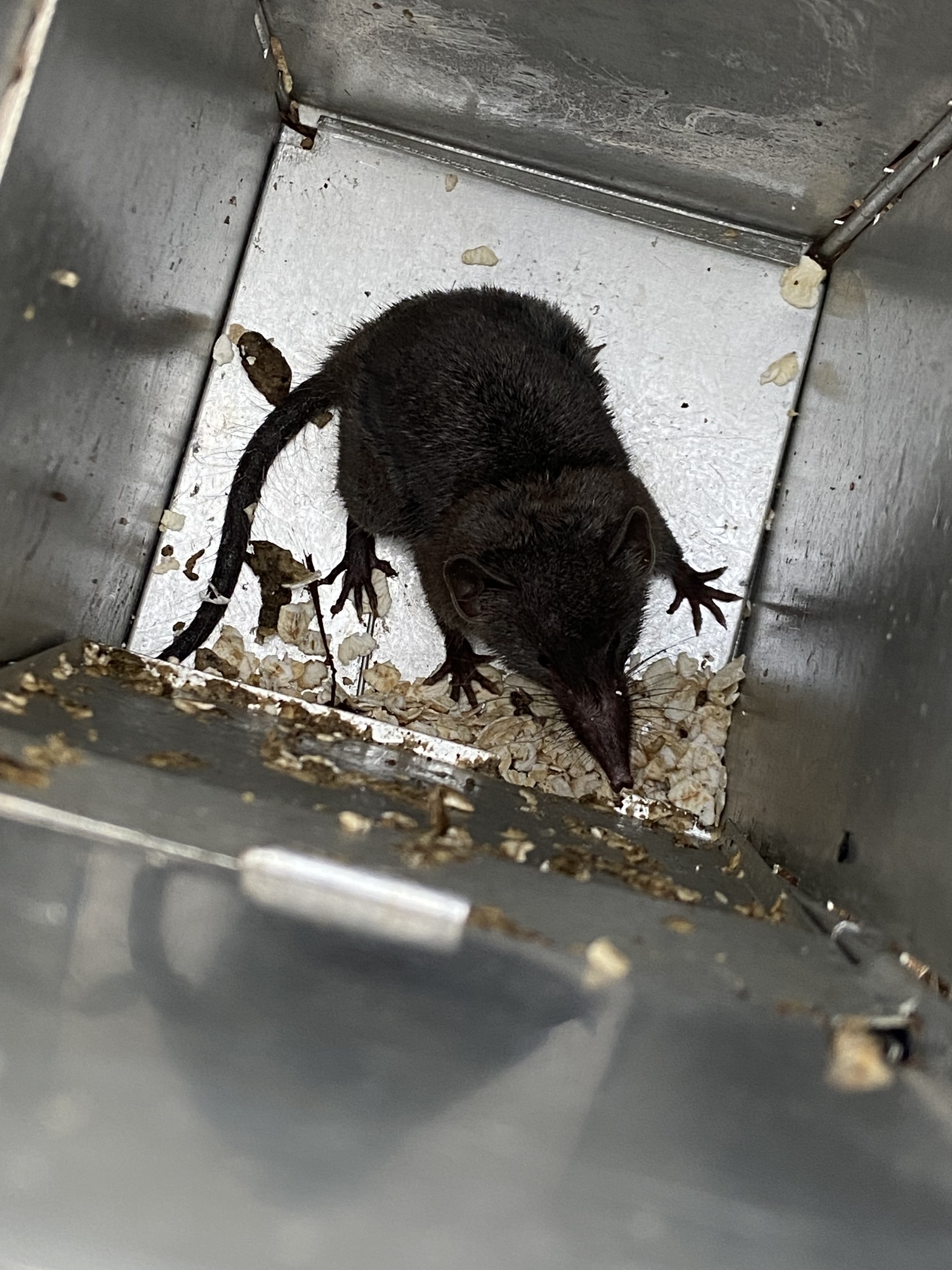 Suncus murinus (Linnaeus, 1766)
