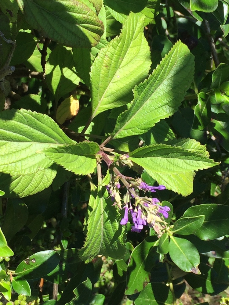 Ecklon spurflower from Auckland, Northcross, Auckland, NZ on February ...