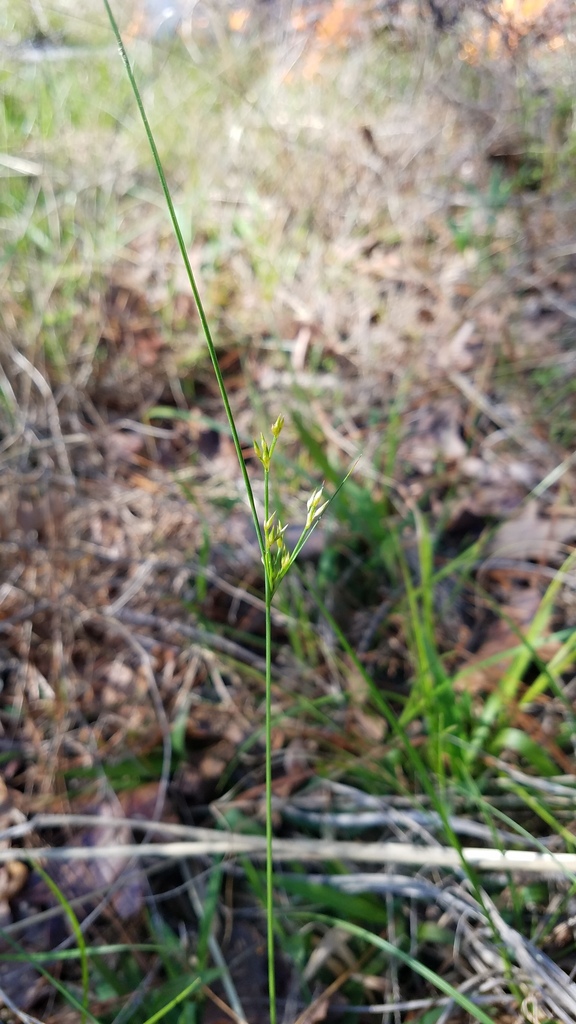 Forked Rush from Newton County, TX, USA on March 22, 2018 at 10:05 AM ...
