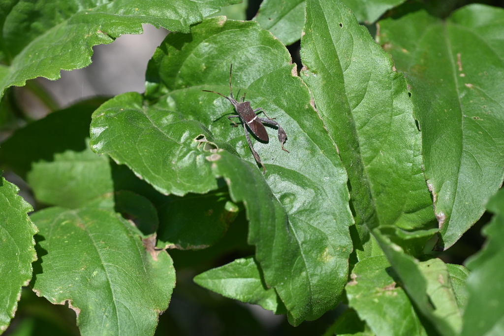 Eastern Leaf-footed Bug from Bay Area, Corpus Christi, TX, USA on March ...