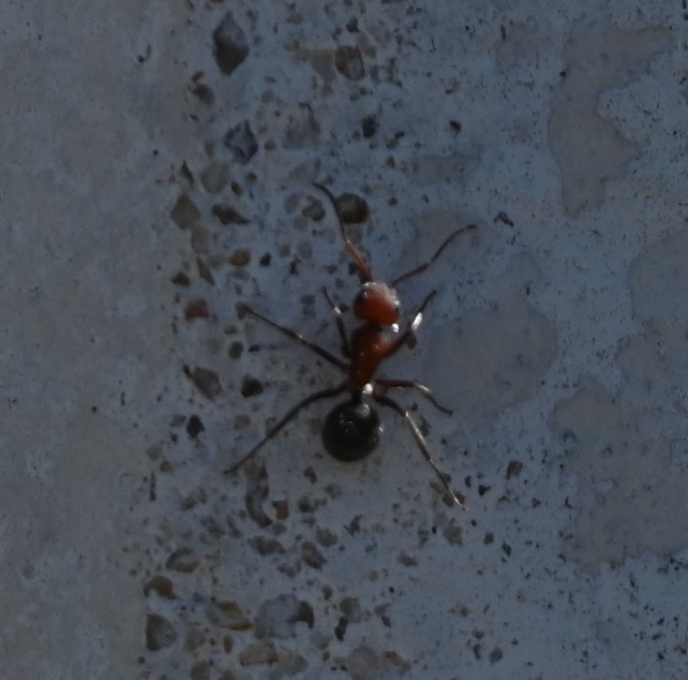 Compact Carpenter Ant from Bay Area, Corpus Christi, TX, USA on March 1 ...