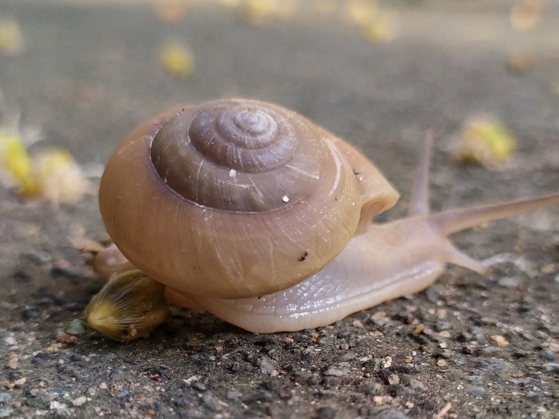 Quantula striata (J.E.Gray, 1834)