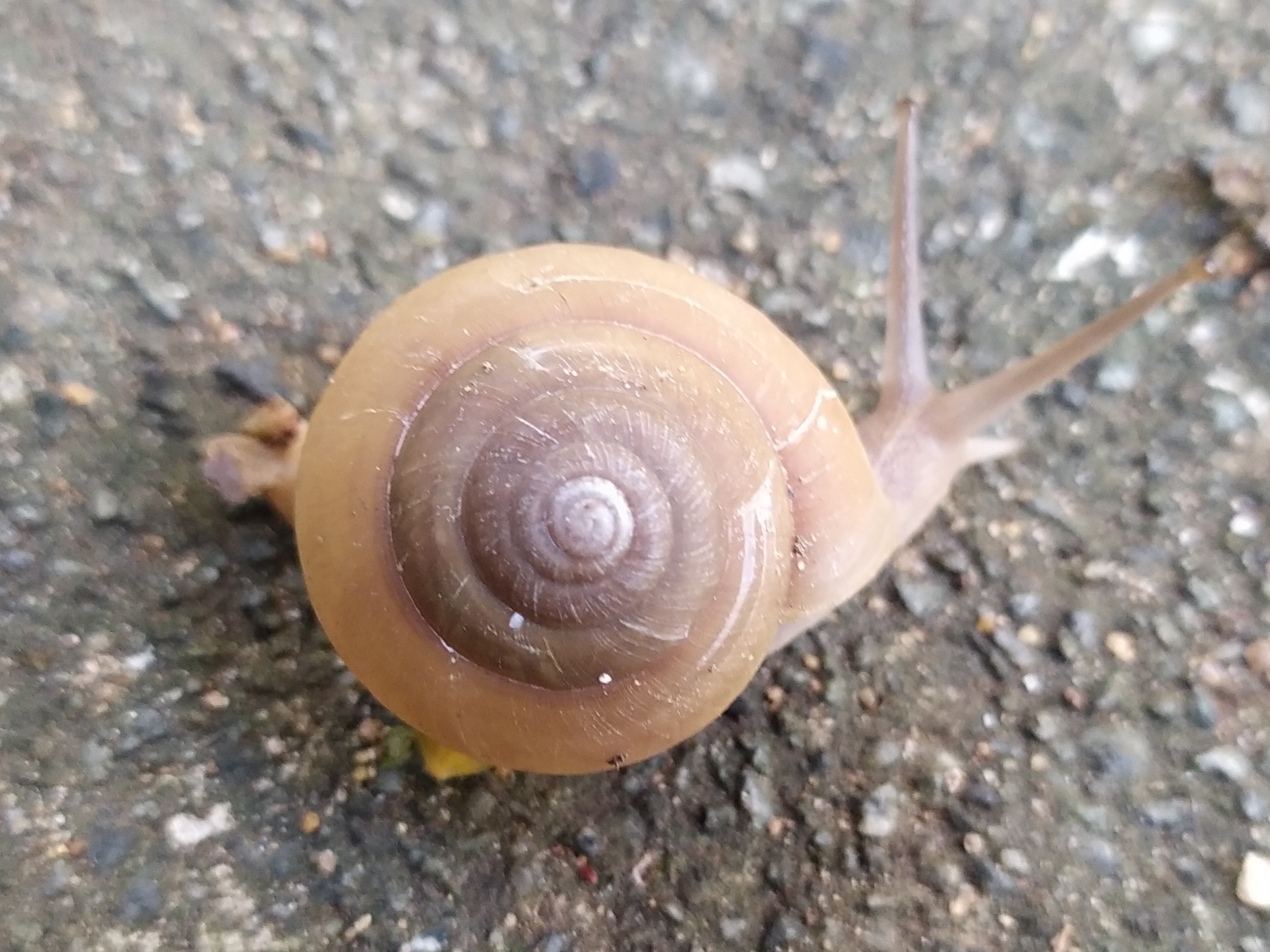 Quantula striata (J.E.Gray, 1834)