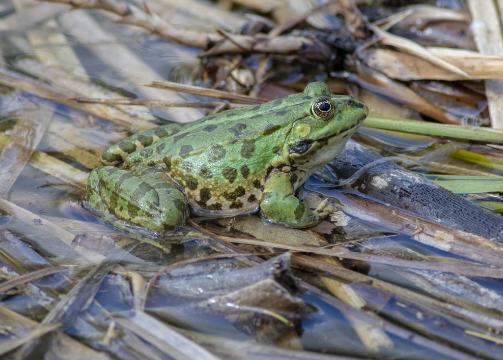 Edible Frog from Croatia on June 03, 2019 at 09:56 AM by Steve Murray ...