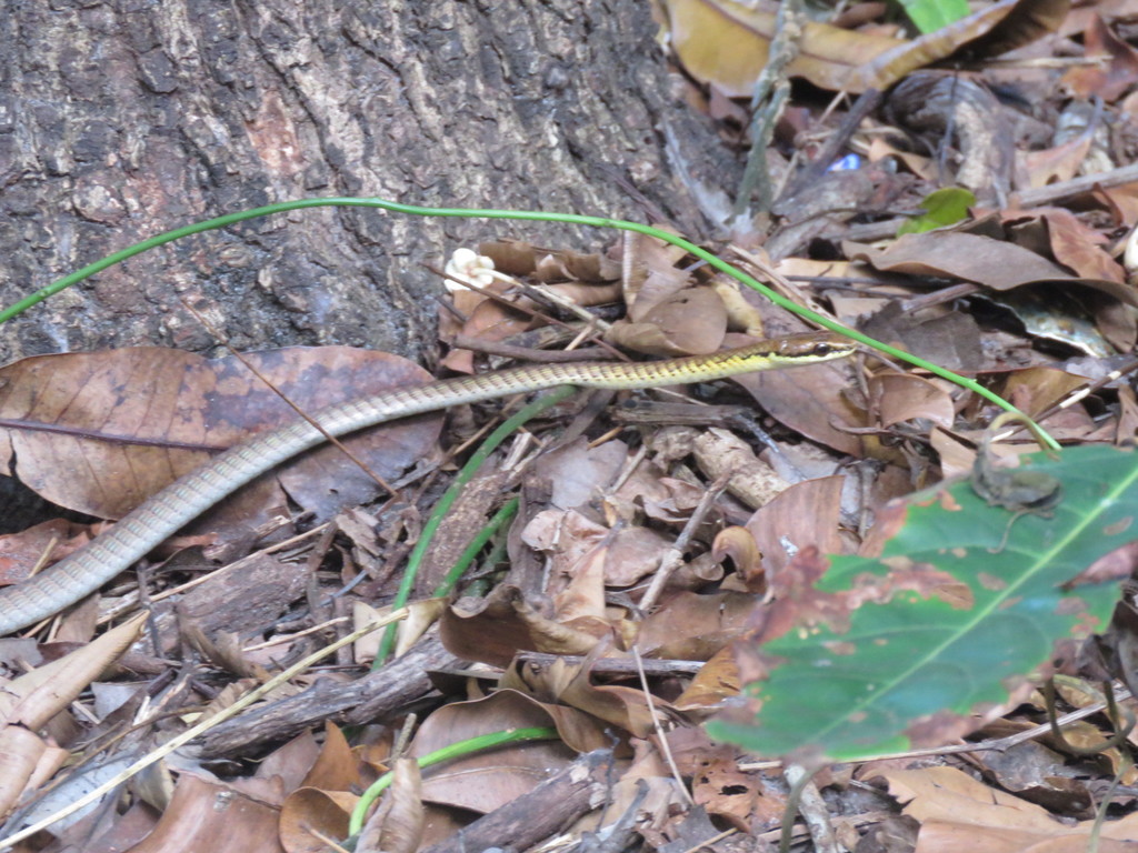 Coconut Tree Snake from Lockhart QLD 4892, Australia on July 08, 2017 ...