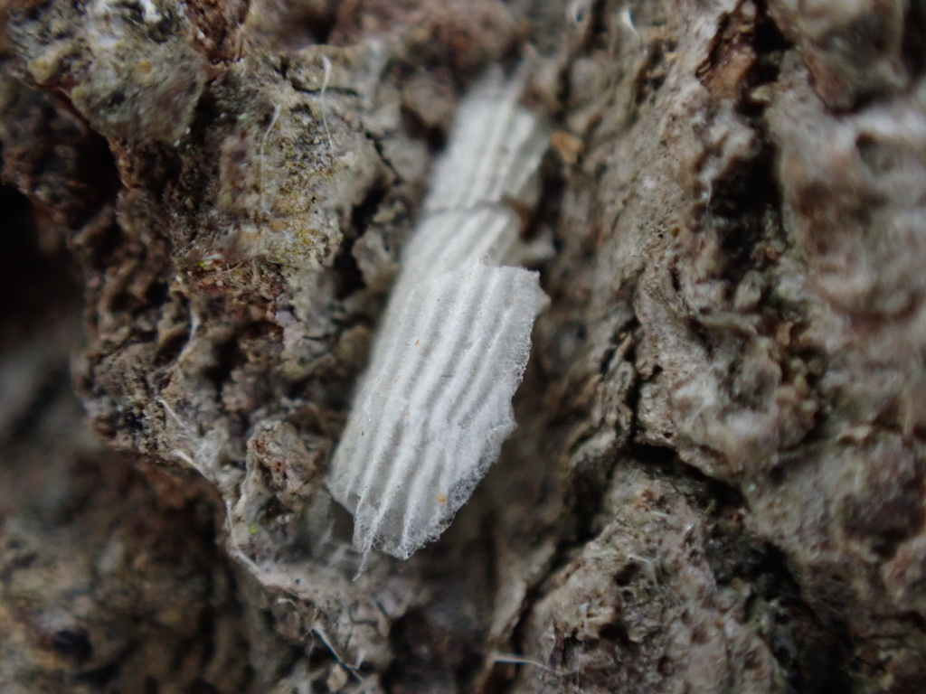 Scale Insects in March 2022 by Eric Blomberg. Maybe · iNaturalist