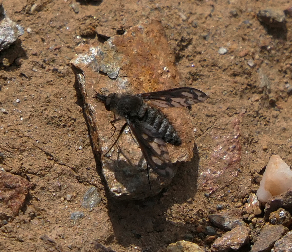 Cone-snout Bee Fly from Badger Hill & Badger Basin complex, San ...