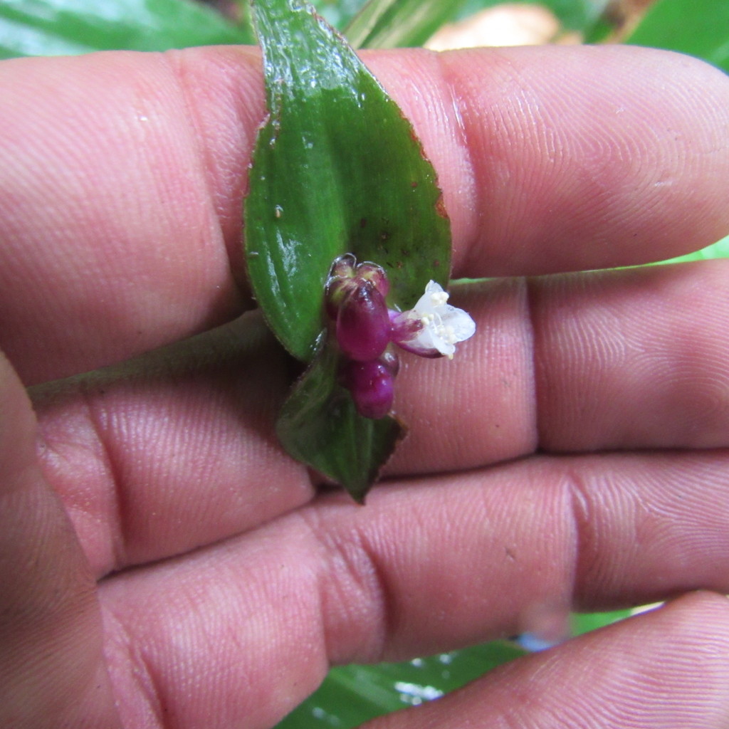 Cohitre Blanco from Villavicencio, Meta, Colombia on March 17, 2021 at ...