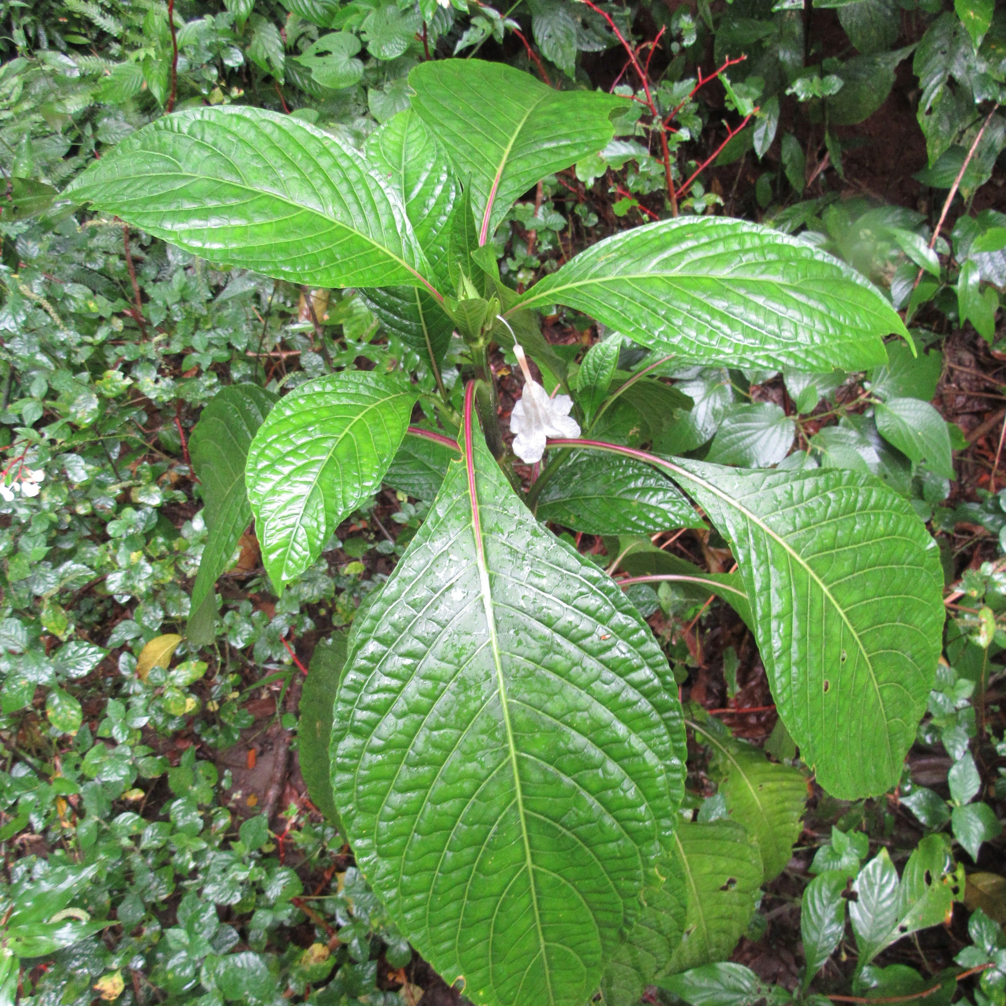 Ruellia tubiflora Kunth