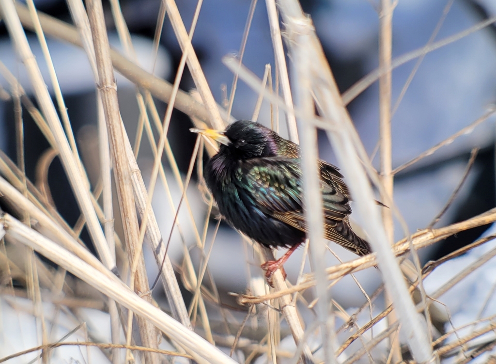 European Starling from Lennox and Addington County, ON, Canada on March ...