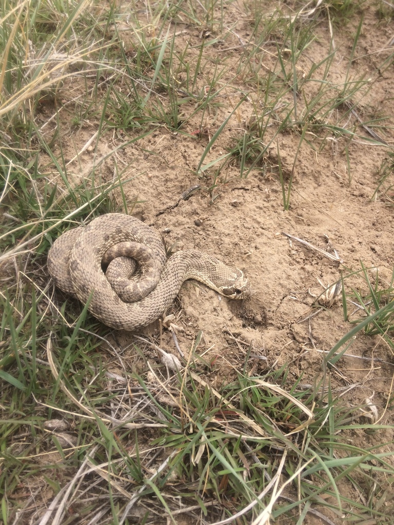 Plains Hognose Snake from Torrington, WY 82240, Torrington, WY, US on ...