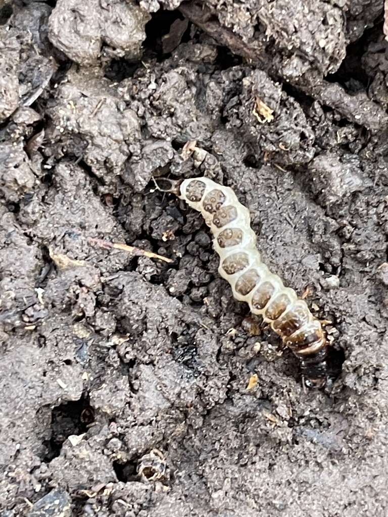 Beetles from Enclave Ct, Brentwood, TN, US on March 03, 2022 at 10:46 ...