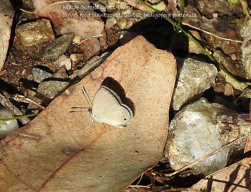 Black-spotted Grass-blue from Kobble Creek QLD 4520, Australia on March ...