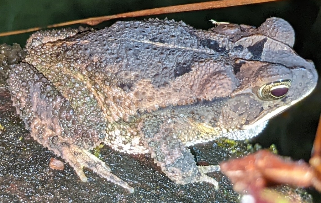 Wet Forest Toad in March 2022 by N.R. Jenzen-Jones · iNaturalist