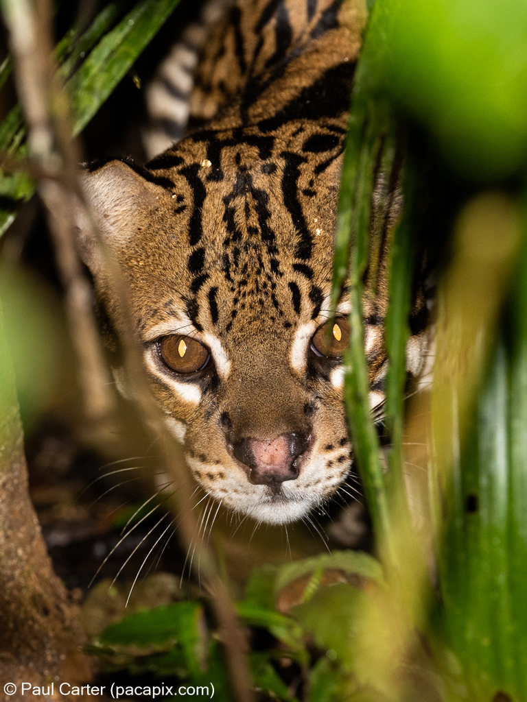 Margay in February 2022 by Paul Carter. First seen at edge of track 20m ...