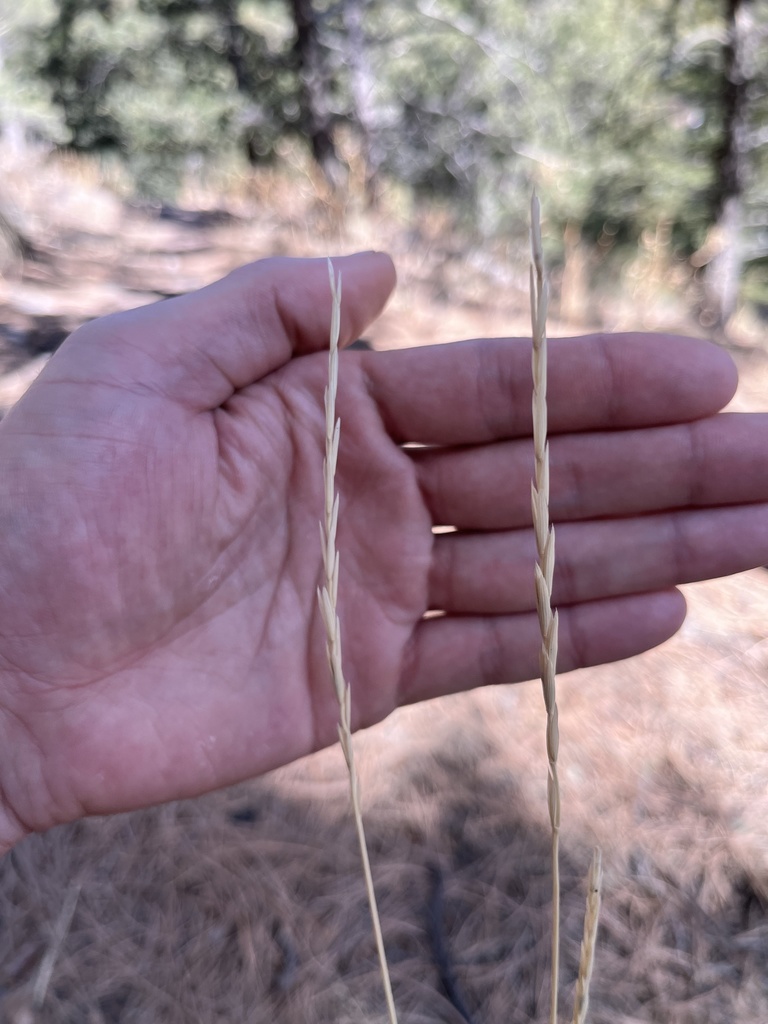 slender wheat grass from Lincoln National Forest, Ruidoso, NM, US on ...