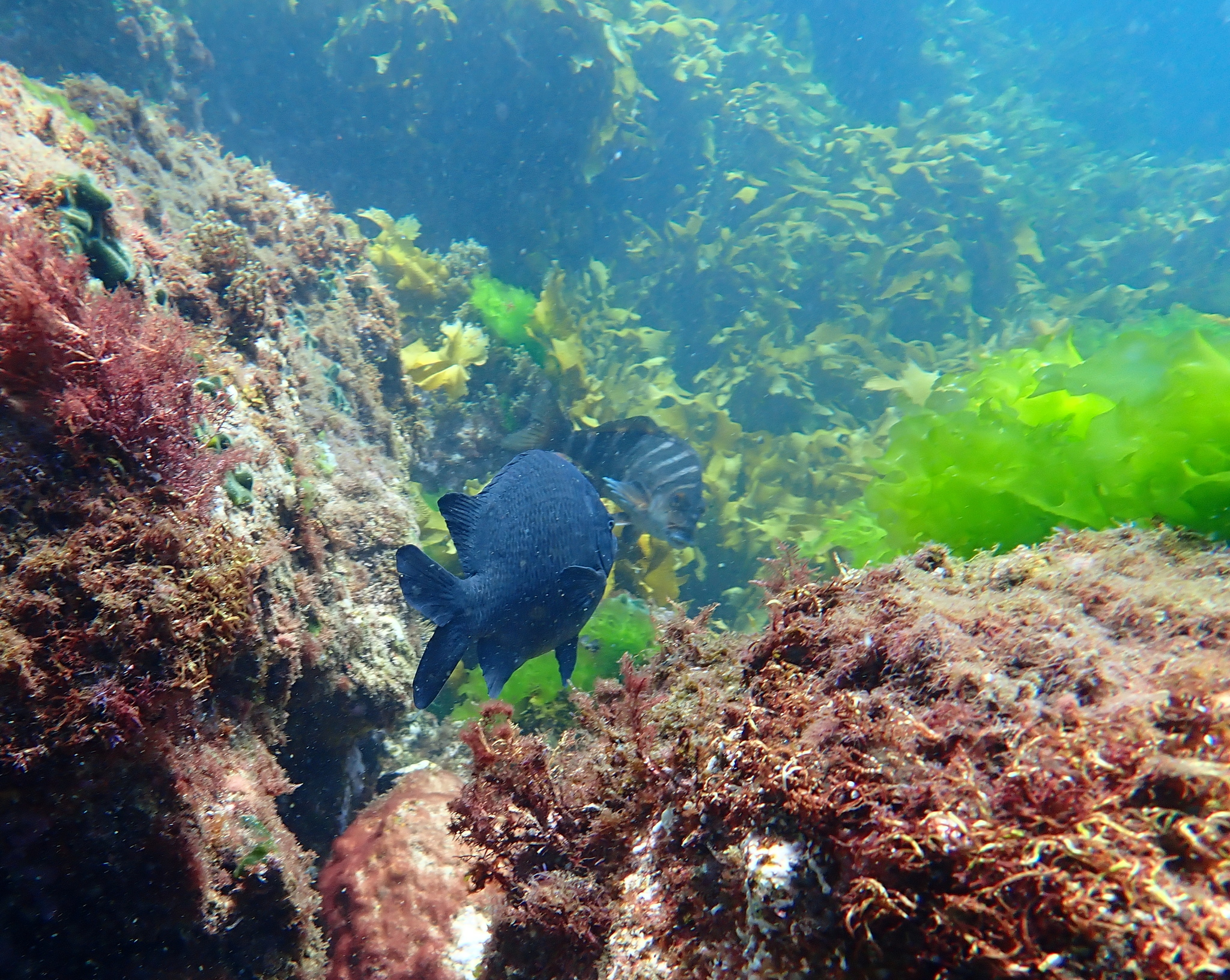 Parma alboscapularis Allen & Hoese, 1975