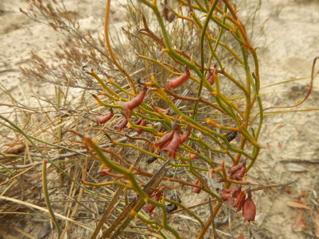 Leafless Bitter-pea from Ngarkat SA 5302, Australia on March 4, 2022 at ...