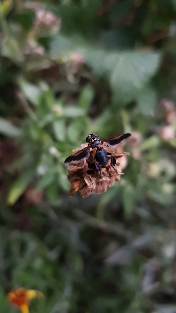 Trichopoda pictipennis from 3 Flinders Place on March 4, 2022 at 07:51 ...