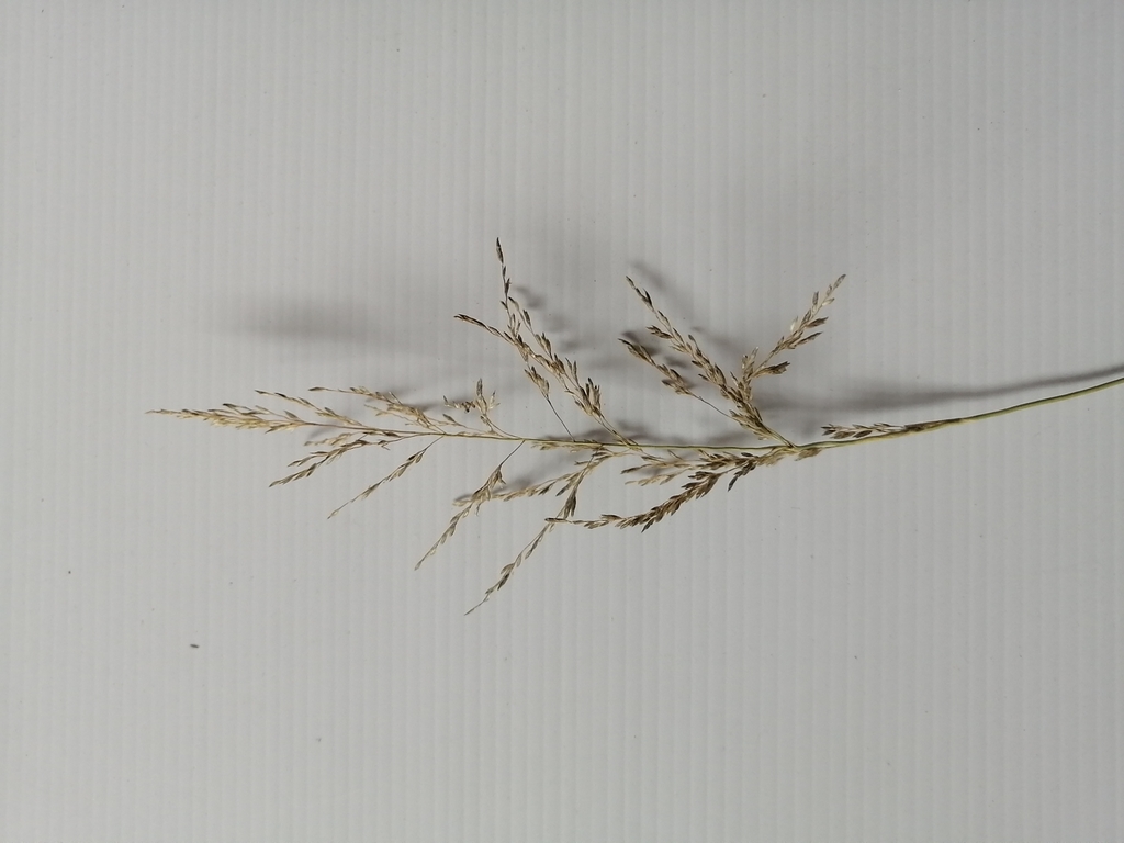 Lovegrasses from Umsobomvu Local Municipality, South Africa on March 02 ...